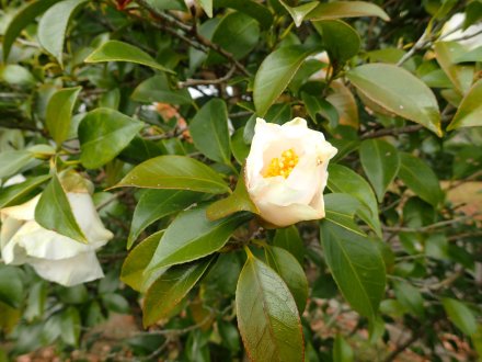 サザンカ・ツバキ (1/25更新） | とっとり花回廊